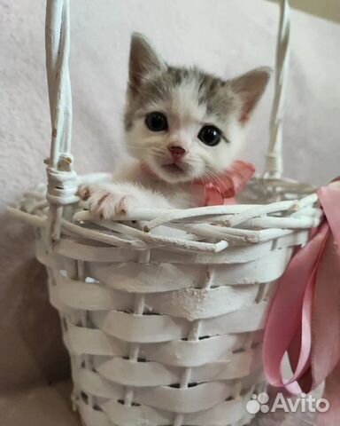 Котята бесплатно