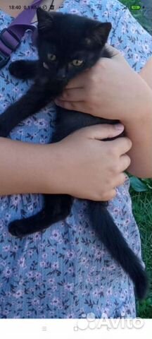 Одам катëнка в добрые руки мальчик/девачка