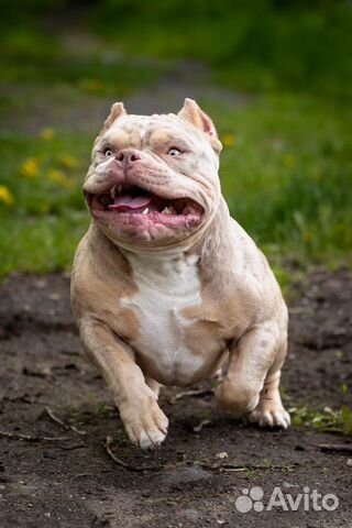 Амбулли вязка