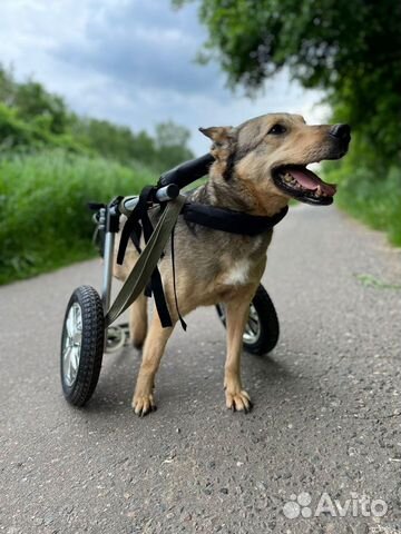Зимой в приюте Гретте не выжить
