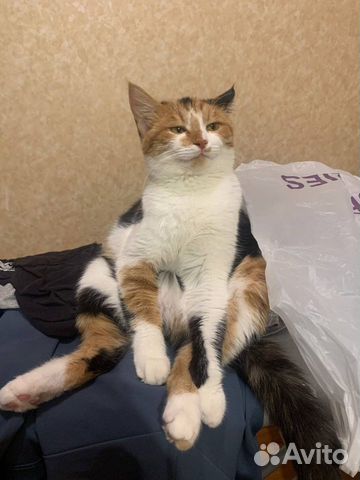 Кошка