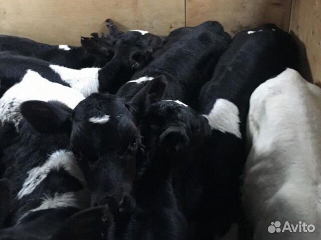 Бычки телята