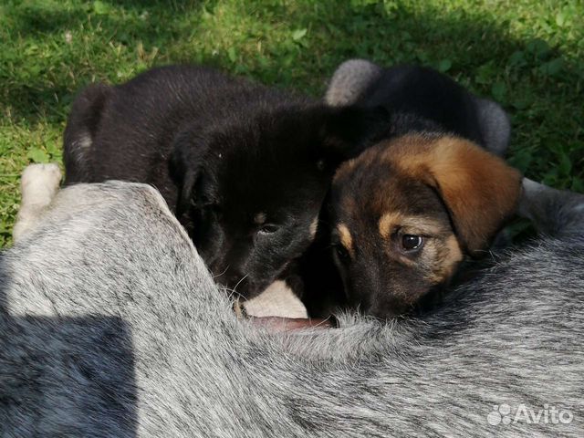 Отдам щенка девочка 3месяца