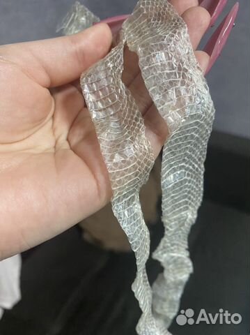 Выполозок маисового полоза, 70 см