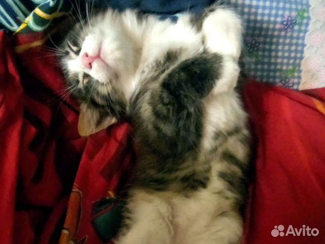 Черно-белый котенок