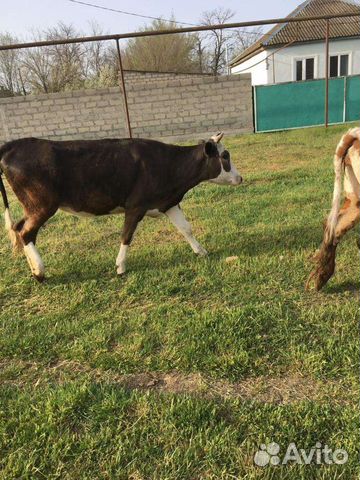 Телка 2 года