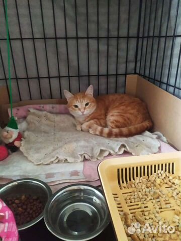 Кошка стерилизованная