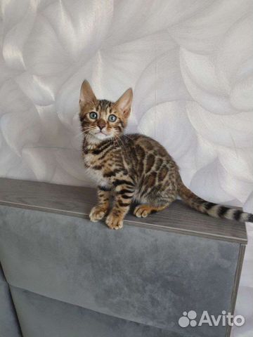 Бенгальские котята