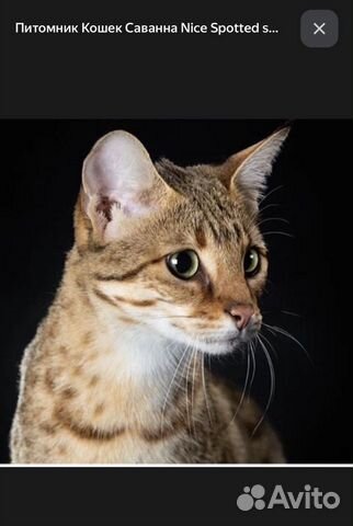 Котенок саванна