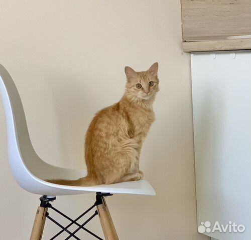 Рыжий котик-подросток, кастрирован