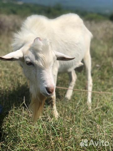 Продам козла производителя