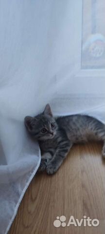 Котëнок