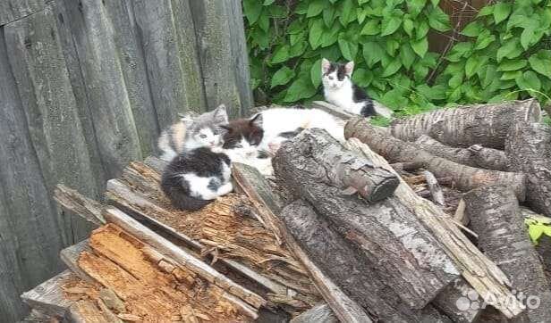 Котята в добрые руки