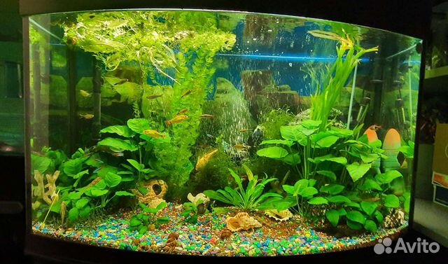 Панорамный аквариум на 220 литров
