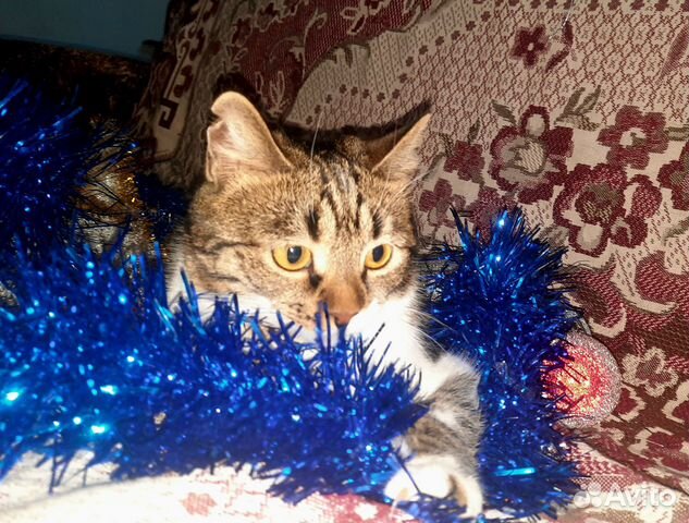 Ласковая Лапочка ищет дом