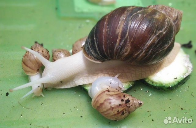 Отдадим улиток