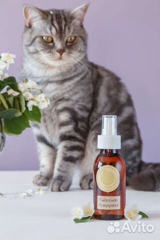 Британский кот вязка