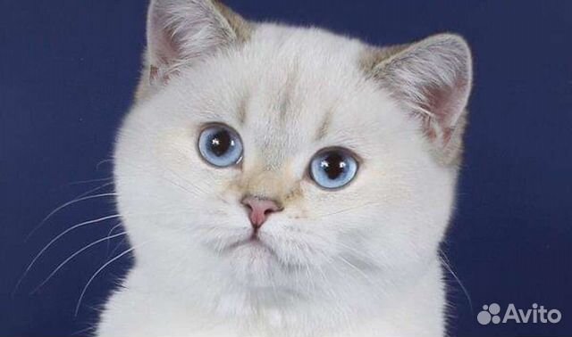 Британская девочка с синими глазками