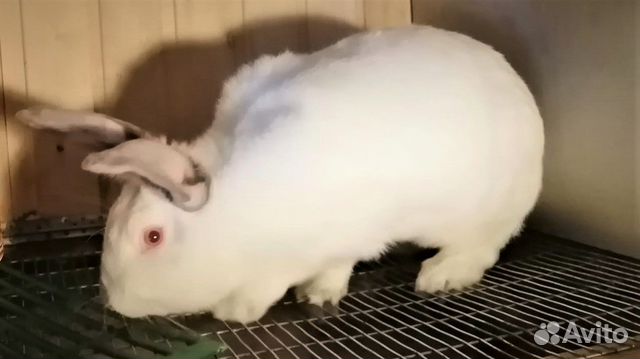 Продам крола и крольчиху