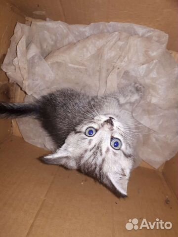 Британские котята