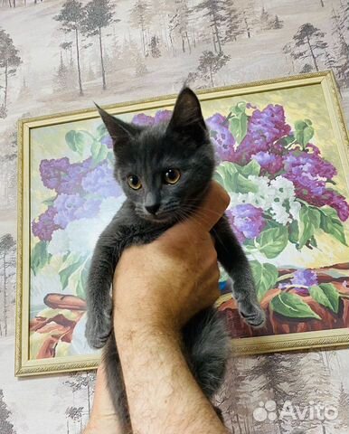 Чудесная Британская Девочка в добрые руки