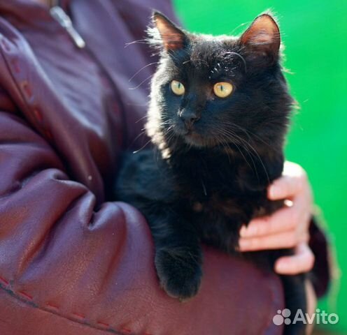 Чёрный брутальный красавчик кот 9 мес