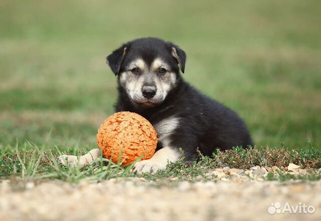Мальчик. 2 мес. В добрые руки