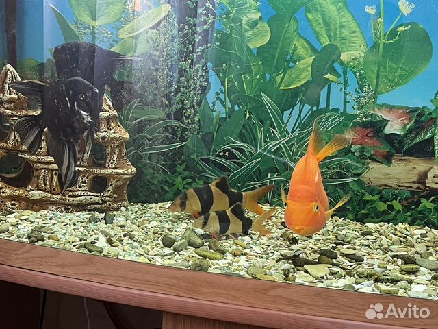 Аквариумные рыбки