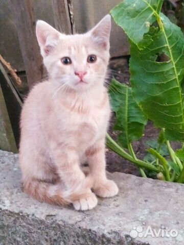 Котята от крысоловки ищут дом