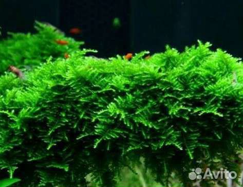 Аквариумные растения