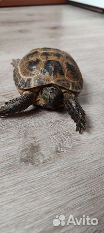 Черепаха сухопутная