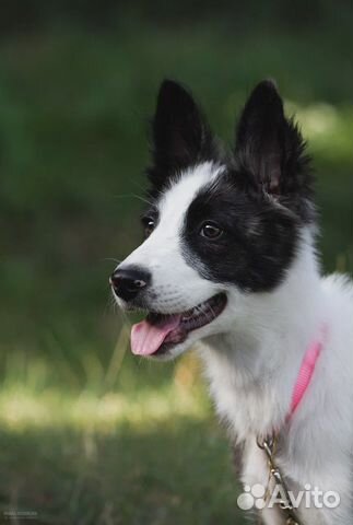 Щенок Лика в добрые руки