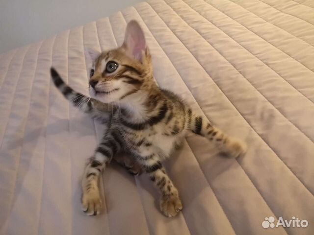 Бенгальские котята