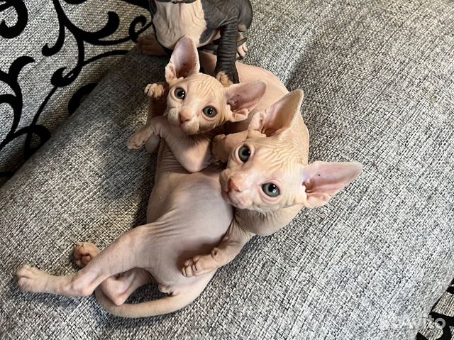 Котята белые мальчик и девочка