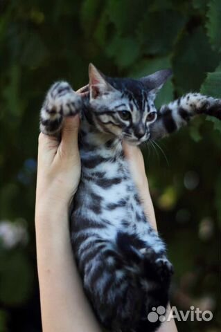 Бенгальская девочка серебро уголь