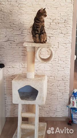 Кошка в добрые руки бесплатно