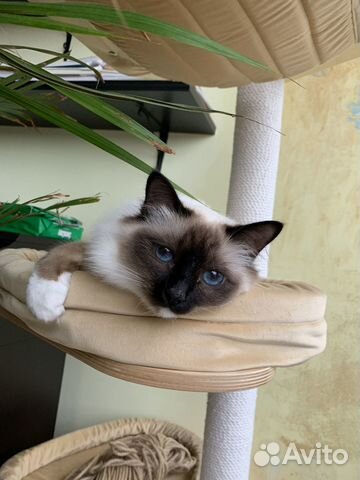 Кошка породы Священная Бирма