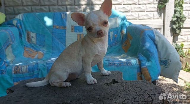 Пломбирная малышка мини чихуахуа