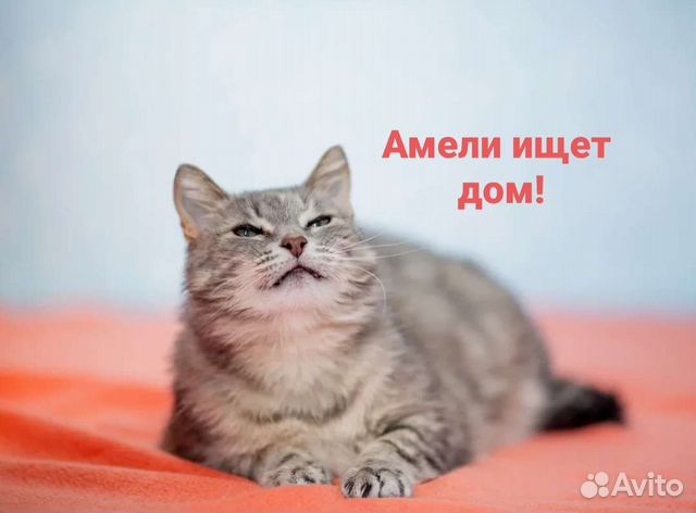 Кошка Амели