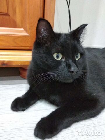 Кошка в дар бесплатно