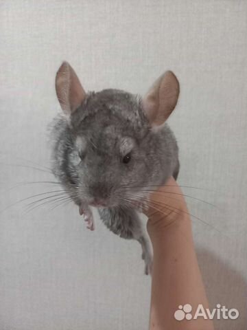 Шиншилла с клеткой