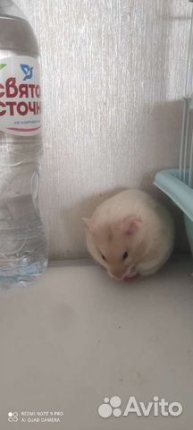 Сирийский хомяк мальчик