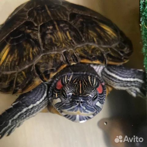 Красноухая черепаха с аквариумом
