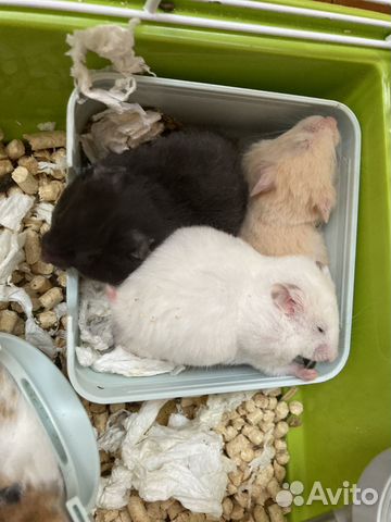 Отдаю бесплатно сирийских хомяков