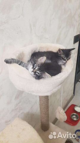 Котята в добрые руки 5р