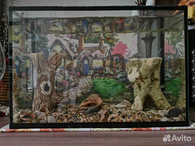 Гуппи Мальки 11 штук цена за Всё