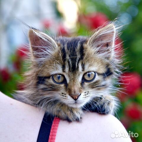Котёнок девочка Синди