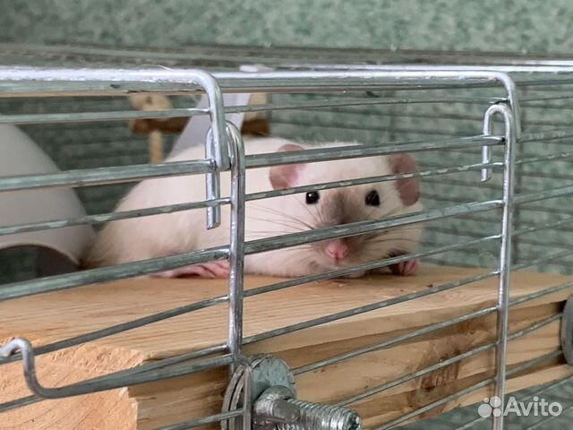 Крыса дамбо бесплатно