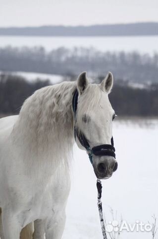 Андалузский жеребец. Случка