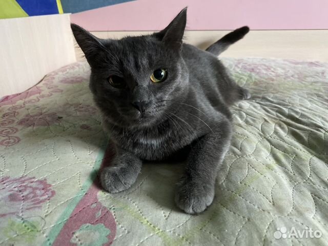 Кошка
